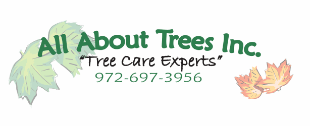 Insured Tree Services by Certified Arborist - All About Trees Inc.